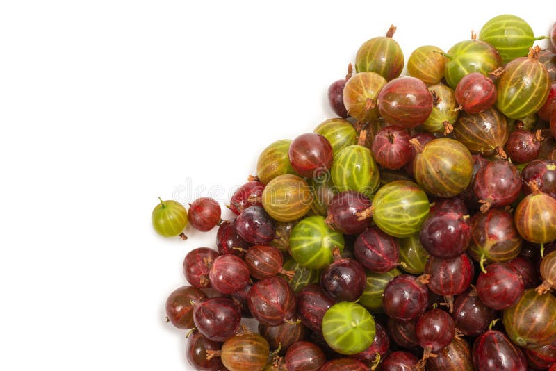 Gooseberry Isolated on White Background Stock Photo - Image of bunch ...