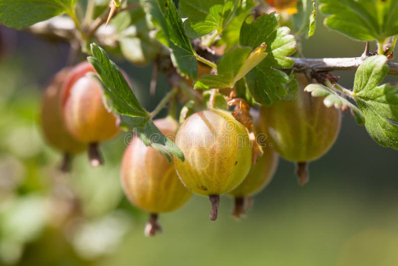 Gooseberry stock photo. Image of fruits, ripen, gooseberry - 10966924