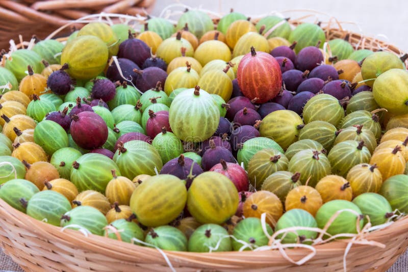 Gooseberry stock image. Image of growing, macro, mature - 140788269