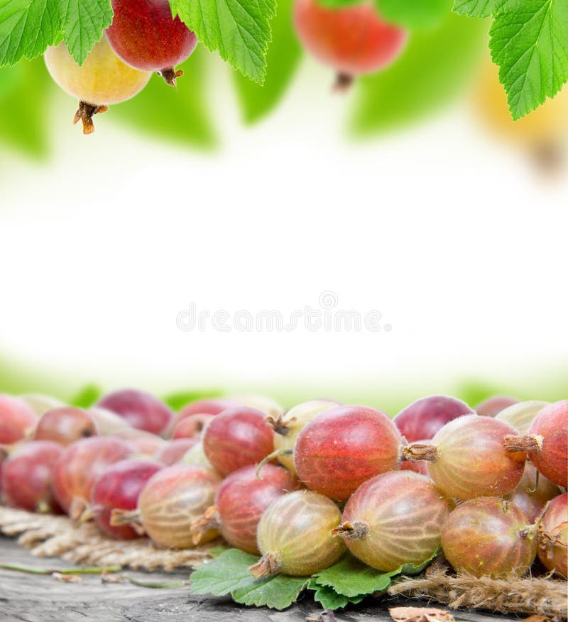 Gooseberry stock image. Image of fall, harvest, autumn - 59683965