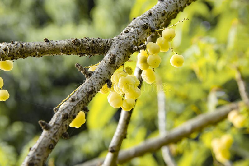 The Gooseberry is in the Range that Can Be Eaten Already Stock Image ...