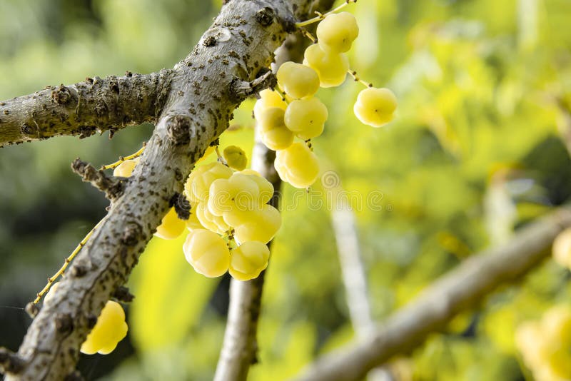 The Gooseberry is in the Range that Can Be Eaten Already Stock Image ...