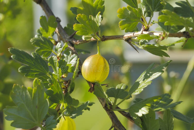 Gooseberry stock image. Image of grapes, macro, garden - 33583343
