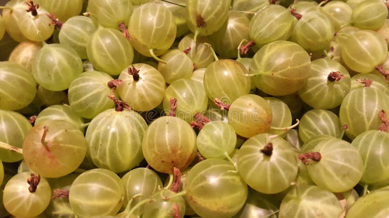 Gooseberry. Ripe Gooseberries. Background of Gooseberries Stock Photo ...