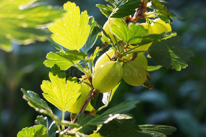 Gooseberry stock image. Image of spring, berry, nature - 55193511