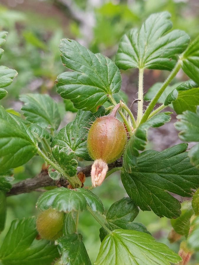 Gooseberry shrub stock image. Image of fruit, gooseberries - 248589729