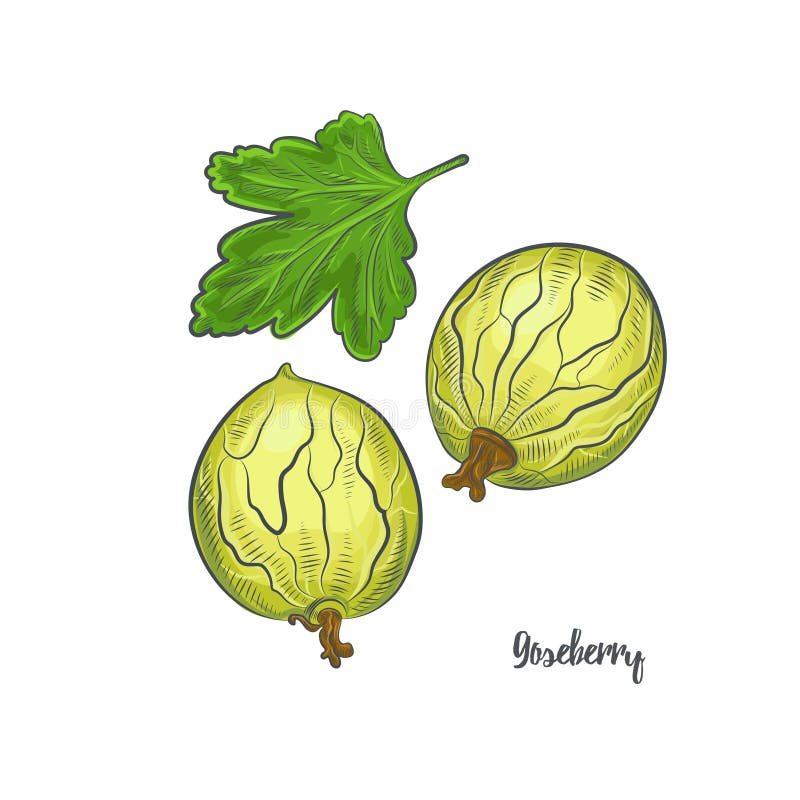 Gooseberry Sketch Vector Illustration Stock Vector - Illustration of ...