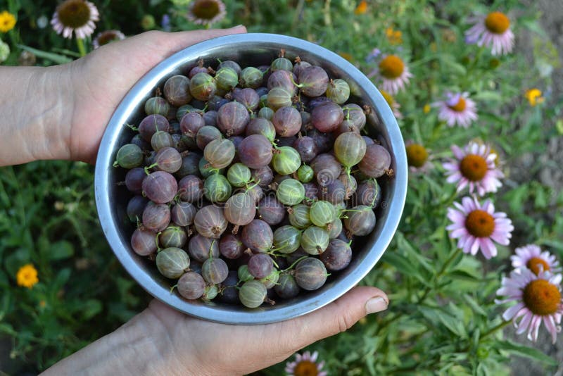 Gooseberry stock image. Image of plant, delicious, july - 76241155
