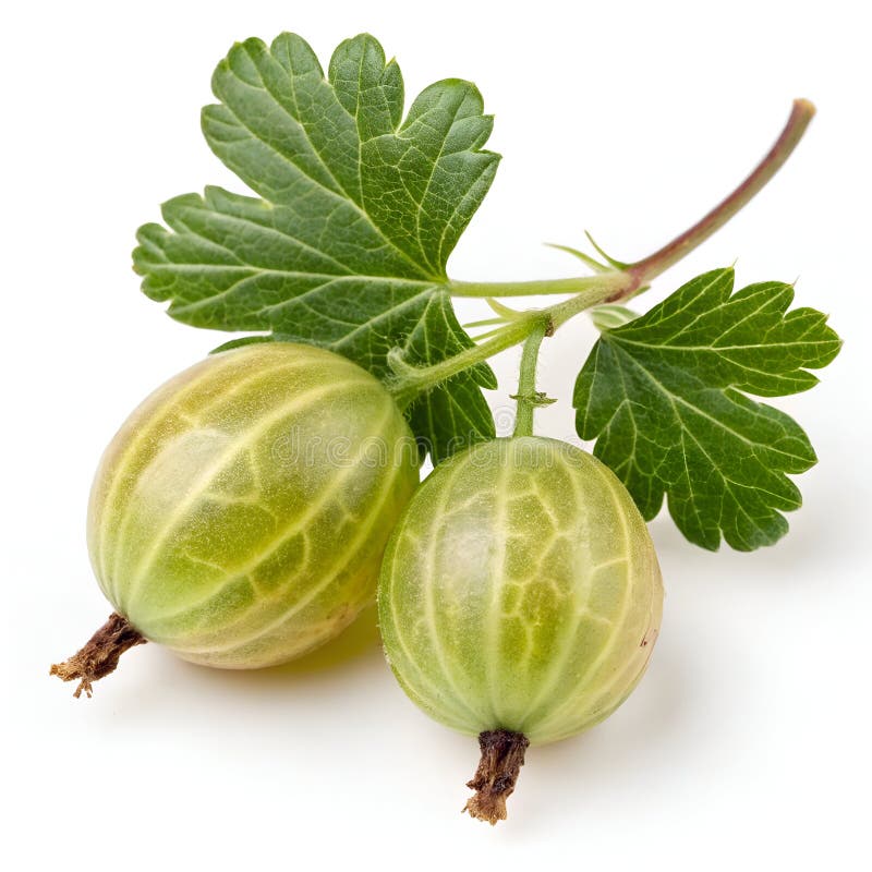 Gooseberry with Stem Isolated on White Background Stock Illustration ...