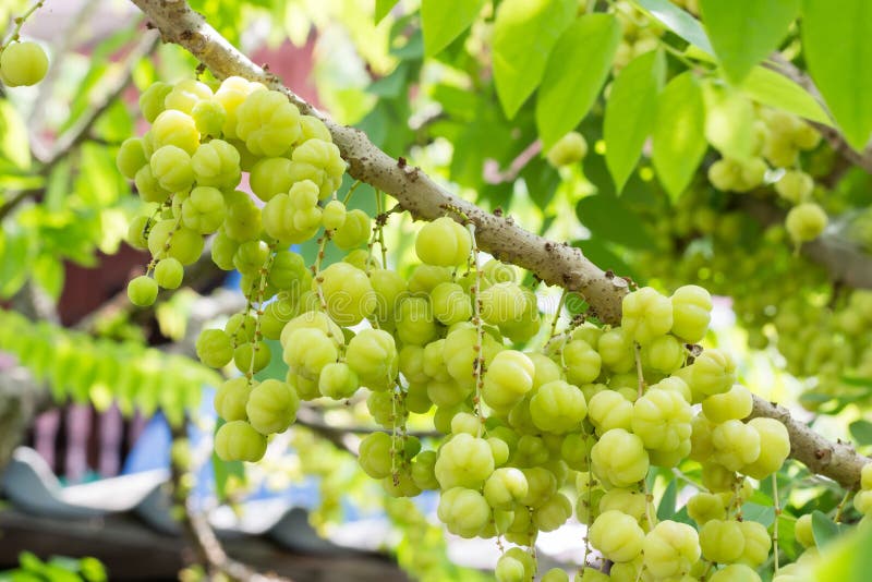 Gooseberry stock image. Image of natural, yellow, star - 89781907