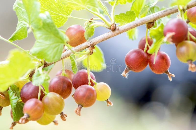 Gooseberry on the tree stock image. Image of indian, freshness - 95072841