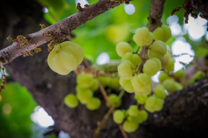 Gooseberry is Used As Fresh and Processed Fruit. Stock Photo - Image of ...