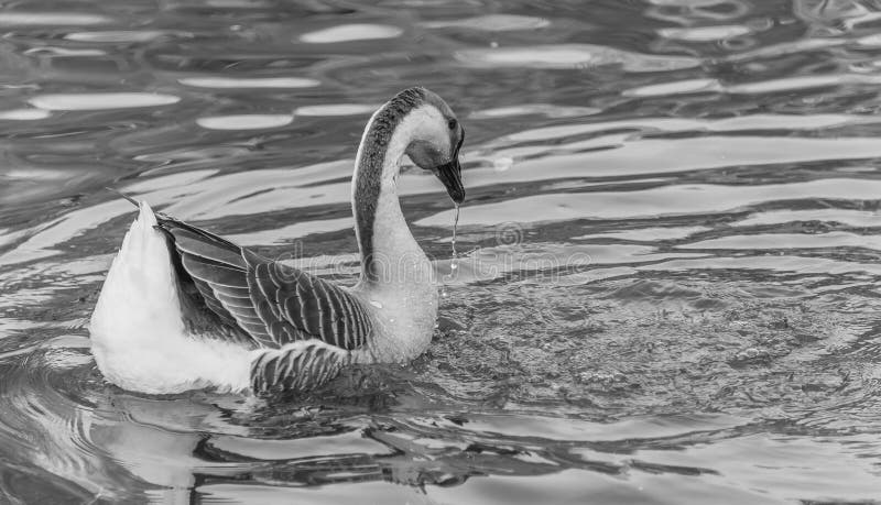 111 Cold Goosebumps Stock Photos - Free & Royalty-Free Stock Photos ...