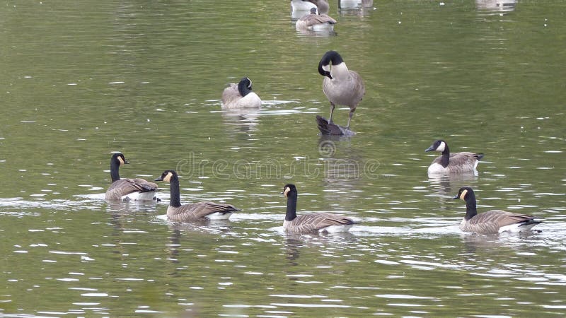 Goosed! stock foto. Image of eerlijk, tijdens, bijen - 86455004