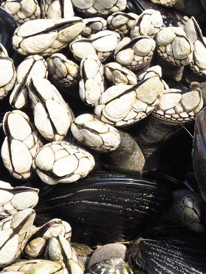 Gooseneck Barnacles and Mussels Stock Image - Image of farming, bivalve ...