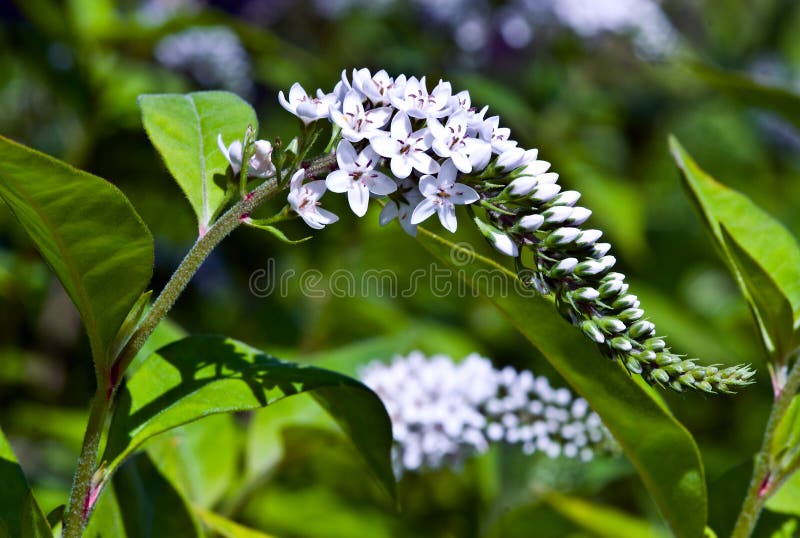 Statice flower stock image. Image of botanical, macro - 24672453