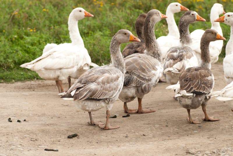Gooses stock photo. Image of goose, foot, nature, greylag - 22914032