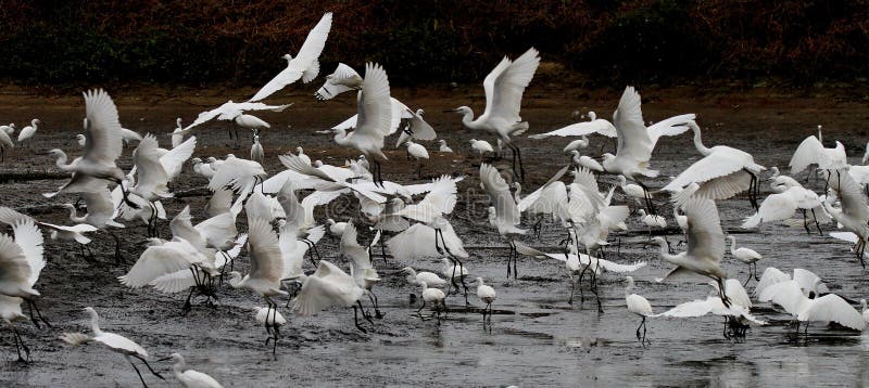 Gooses dance stock image. Image of birds, drink, relax - 46744963