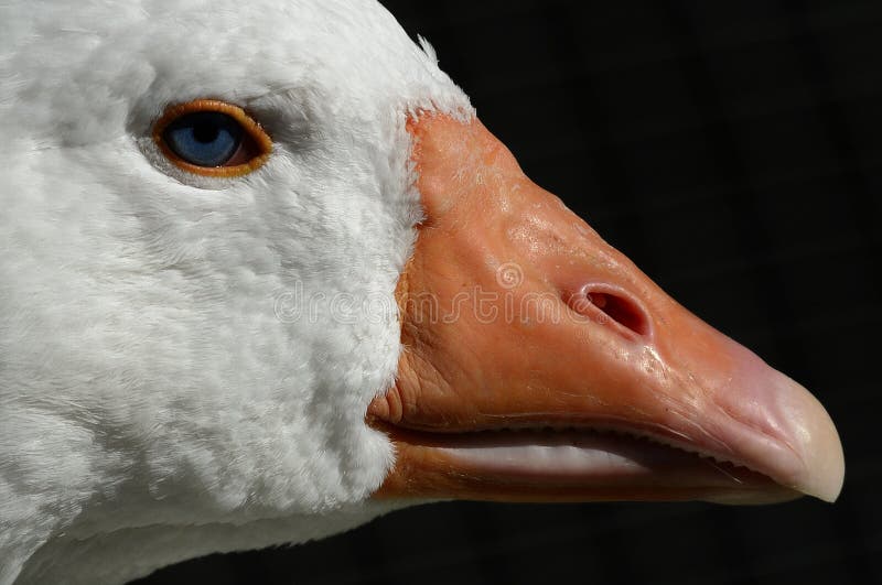 Gooses Head stock image. Image of animals, livestock - 33506479