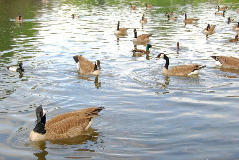 Ducks on Hefner Lake, Oklahoma City Stock Image - Image of dwellers ...
