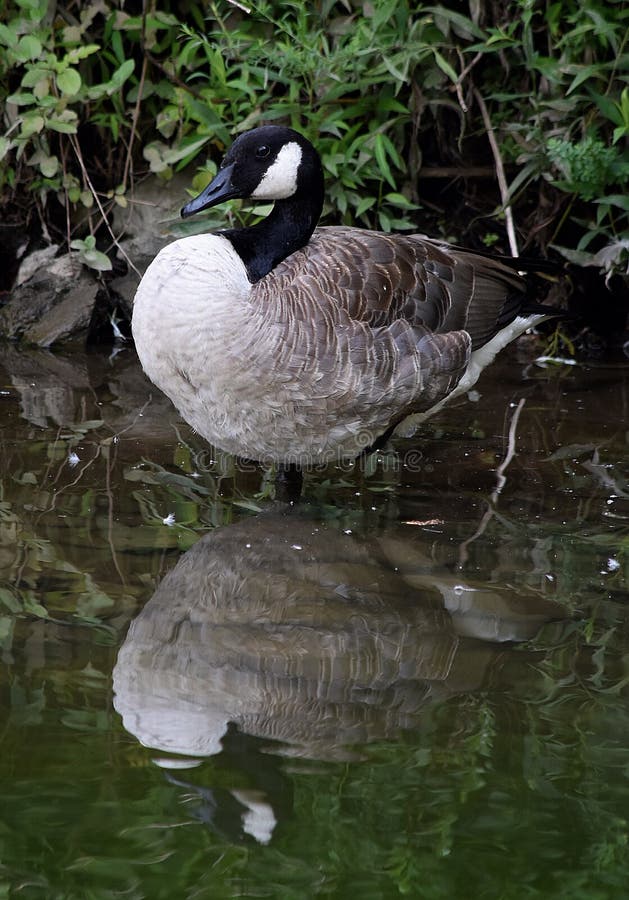 Goosey Goosey Gander Where Shall I Wonder Stock Photo - Image of bank ...