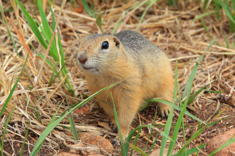 Gopher imagen de archivo. Imagen de exterior, completo - 102078091