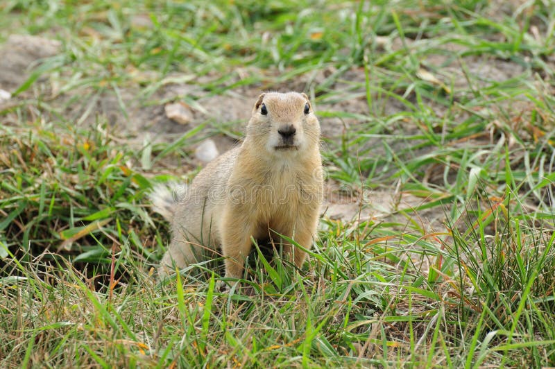 Gopher stock photo. Image of prairie, wild, nature, staring - 11002882