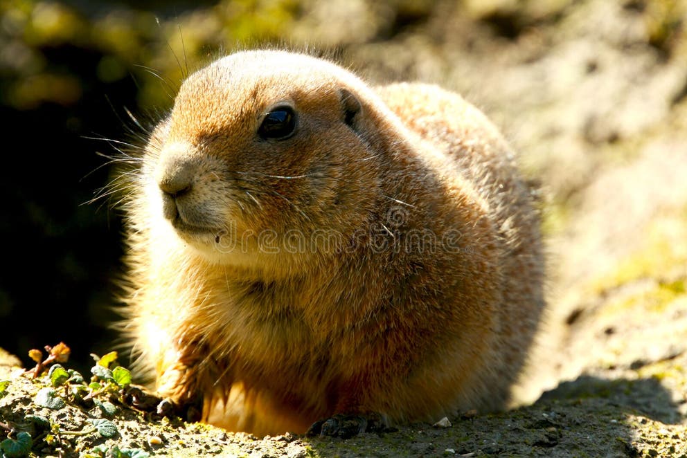 Gopher stock photo. Image of alert, gopher, eating, beautiful - 21322748