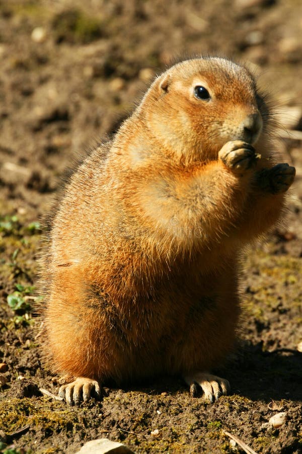 Prairie Dog stock photo. Image of claws, curiosity, gopher - 13195058