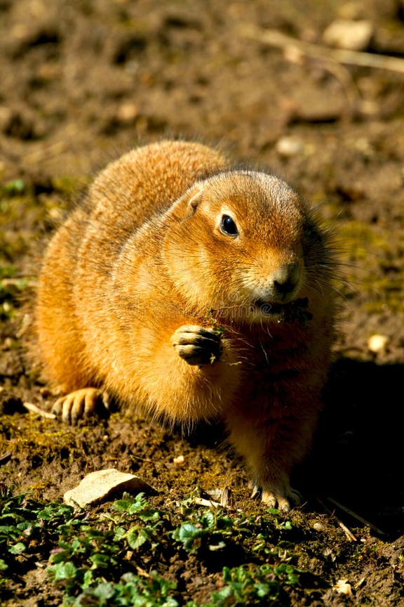 Gopher stock image. Image of outdoors, alert, eyes, beautiful - 21323129