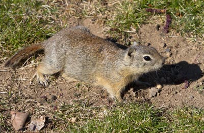 Gopher stock image. Image of squirrel, social, rodent - 21948719