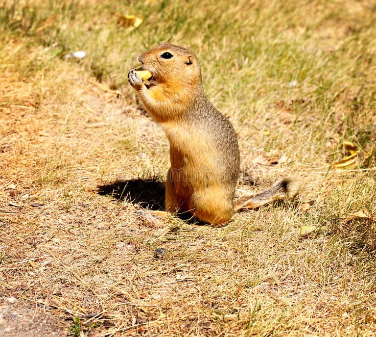 Gopher stock image. Image of gopher, furry, animal, prairie - 23356079