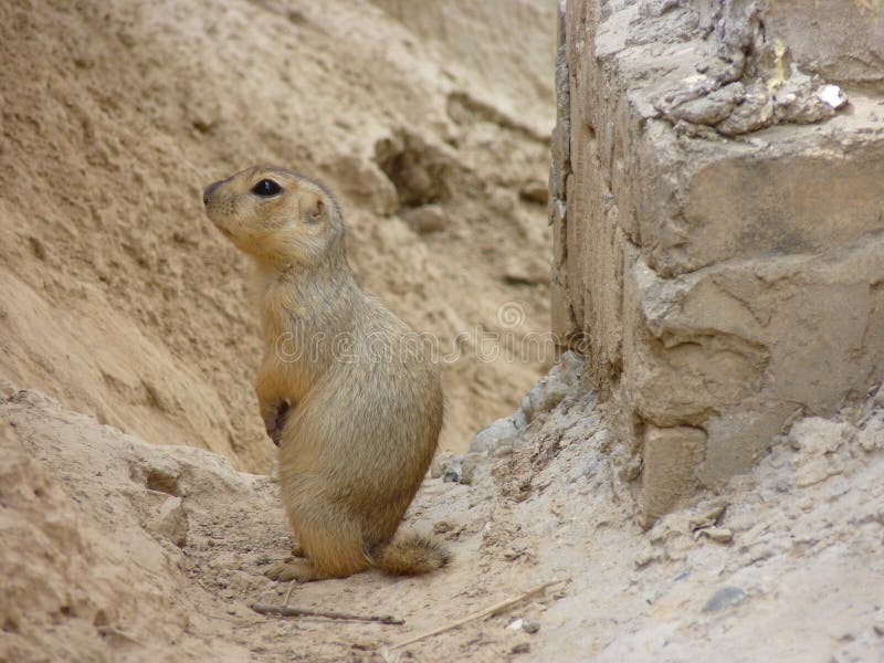 Gopher stockbild. Bild von wildnis, säugetier, tier, nagetier - 24905549