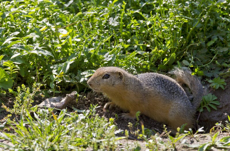 Gopher stock image. Image of spring, groundhog, marmot - 26440457