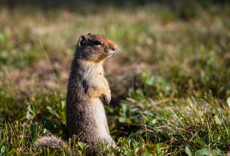 Gopher standing up stock photo. Image of saskatchewan - 15832472