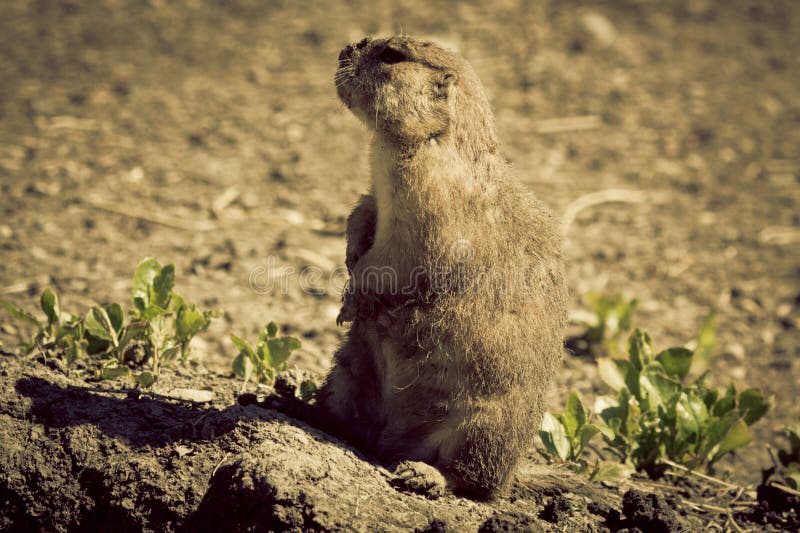 Alerta marmota foto de stock. Imagem de prado, pele, terra - 25534056