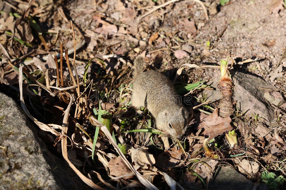 Gopher Amidst Leaves in the Wild Stock Image - Image of camouflage ...
