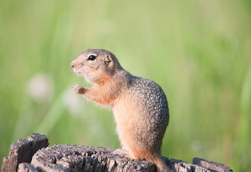 Gopher (ardilla De Tierra, Suslik Europeos) Foto de archivo - Imagen de ...
