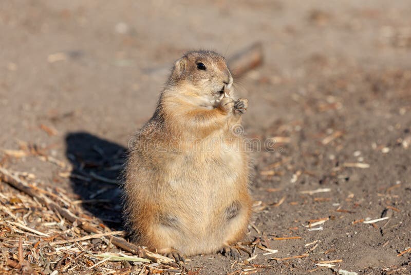 Gopher in Budapest Zoo stock image. Image of rodents - 130763025