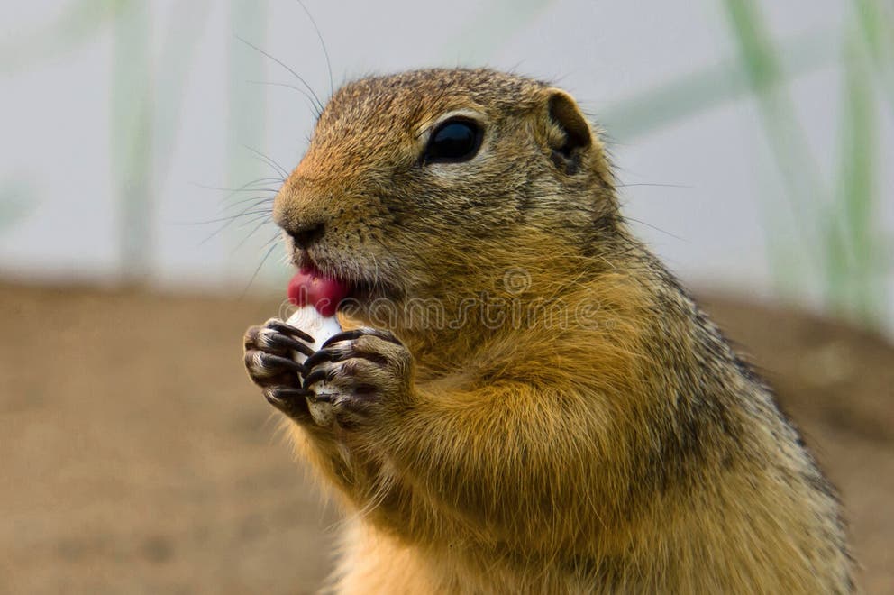 Gopher and chewing gum stock image. Image of outdoors - 33783647