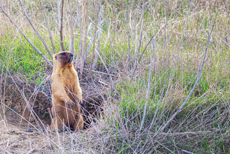 Gopher Climbed Out of the Hole and Standing Stock Photo - Image of ...