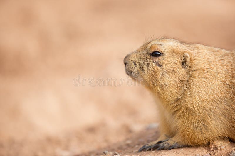 Gopher Closeup with Copy Space Stock Photo - Image of ground, dirt ...