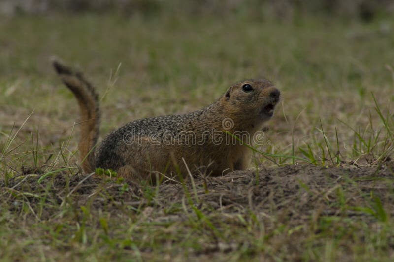 Gopher closeup stock image. Image of fluffy, green, gopher - 76821211
