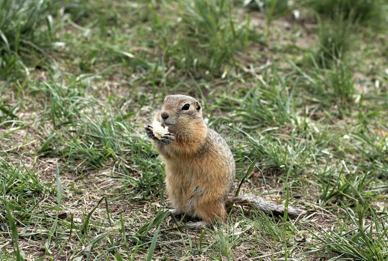 Gopher Comiendo Pan En El Parque Foto de archivo - Imagen de ardilla ...