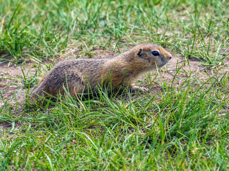 Gopher Cub in Full Length on the Lawn. Close-up Stock Photo - Image of ...
