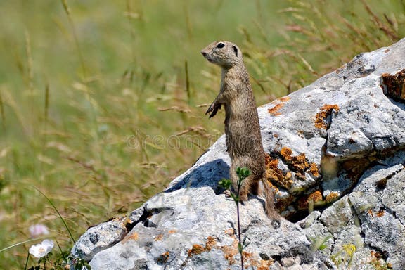 Gopher stock image. Image of gopher, rodent, middle - 246374409