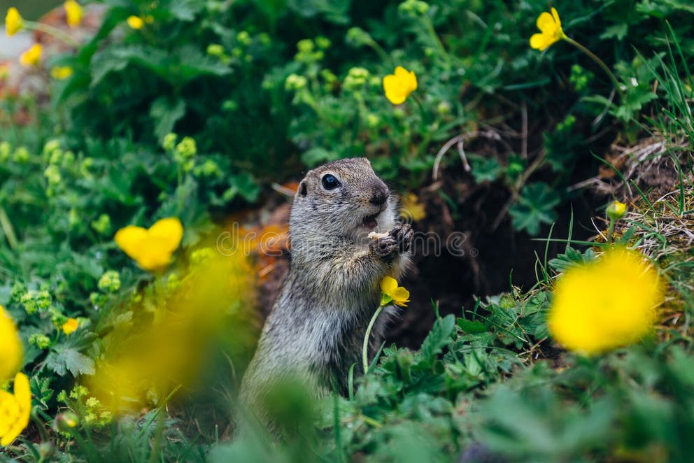 Gopher Eating Cookie in Grass and Yellow Flowers Stock Photo - Image of ...