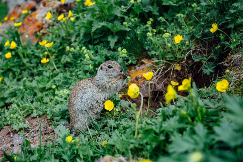 Gopher Eating Cookie in Grass and Yellow Flowers Stock Photo - Image of ...