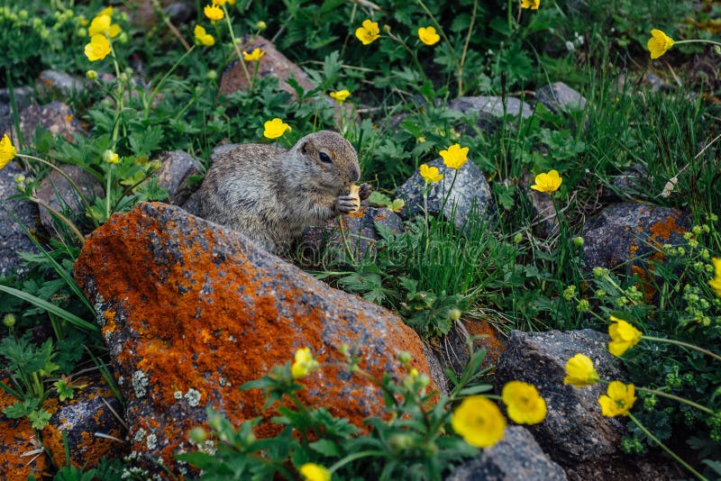 Gopher Eating Cookie in Grass and Yellow Flowers Stock Photo - Image of ...