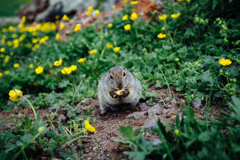 Gopher Eating Cookie in Grass and Yellow Flowers Stock Image - Image of ...
